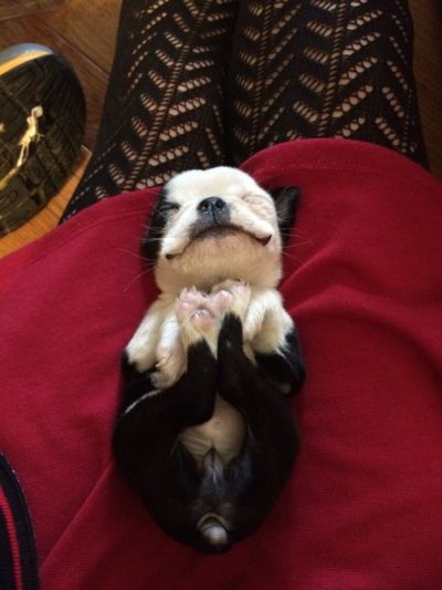 Estos cachorros son lo más tierno que verás el día de hoy