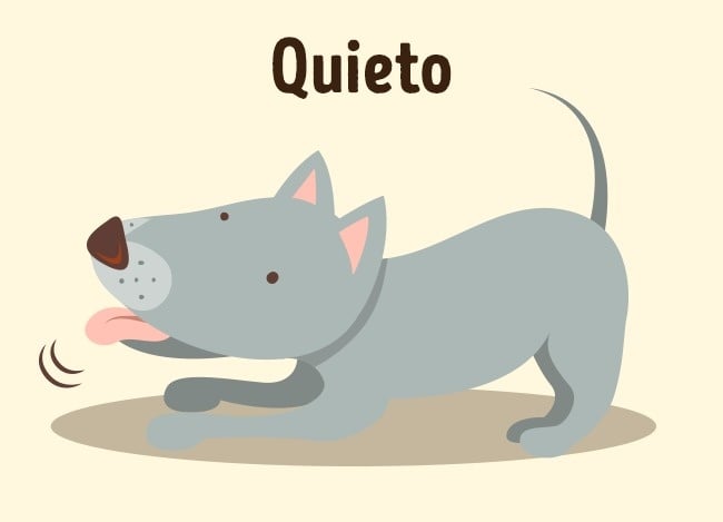 Cómo entrenar a tu perro como un experto