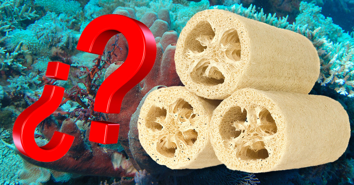 Que Es Ser Un Estropajo - Site De Rencontre New York Gratuit