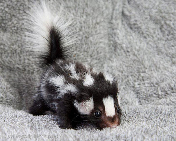 20 Increíbles animales bebé que toman el control del mundo