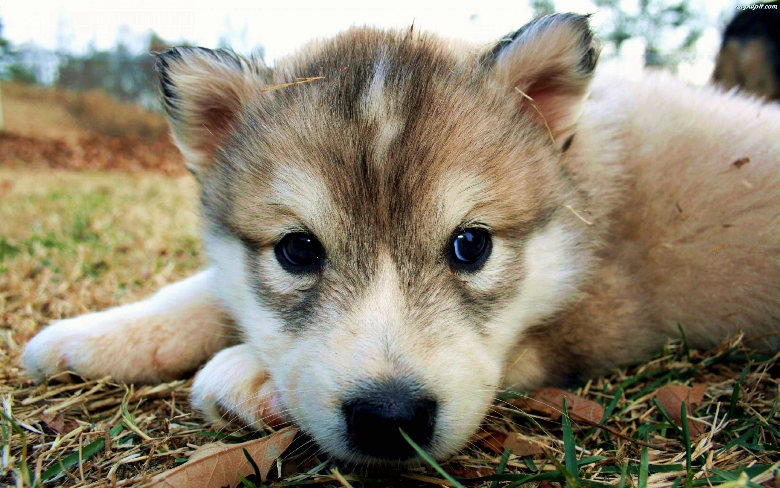 15 animales bebés que te harán sonreír todo el día con su ternura