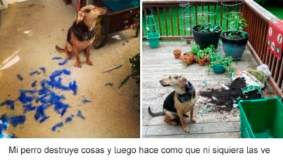 19 Memes de perros con los que no podrás ¡dejar de reír!