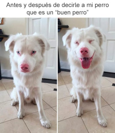 19 Memes de perros con los que no podrás ¡dejar de reír!