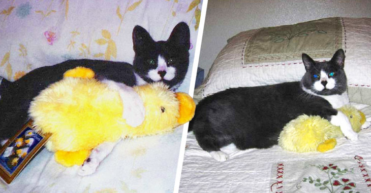 25 juguetes que harán que tu perro luzcan ridiculos jaja