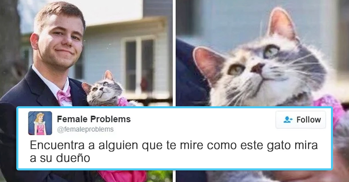 15 gatos que han estallado Internet este año