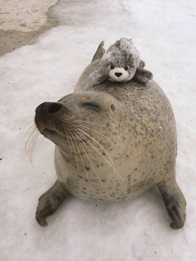 Esta foca con foquita de peluche es lo más tierno que verás