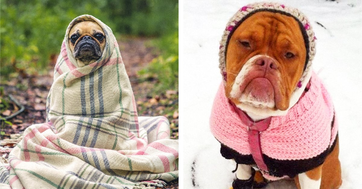 19 Memes de perros con los que no podrás ¡dejar de reír!