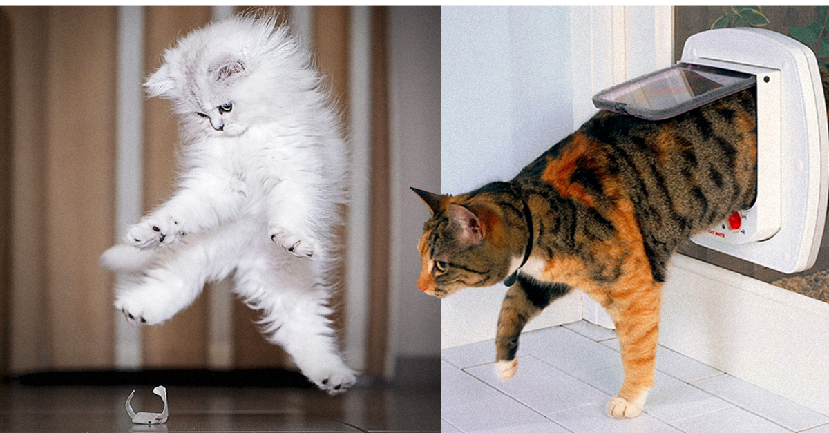 11 Curiosos datos que no sabías sobre los gatos ¡No creerás el #6!