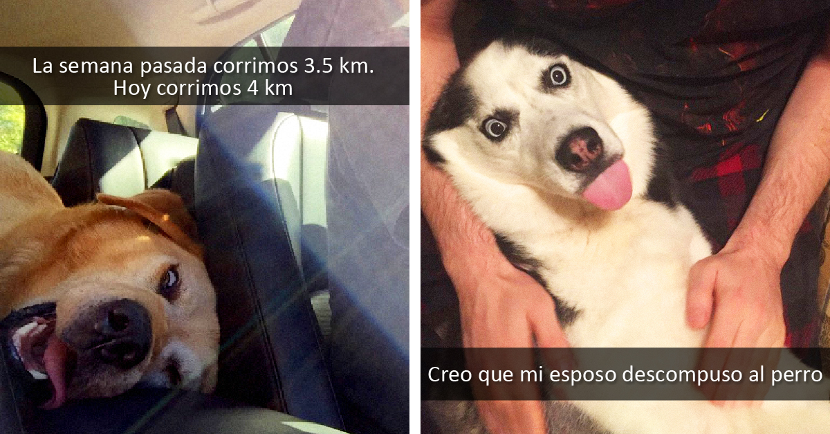 19 Perros tan divertidos que merecen tener redes sociales