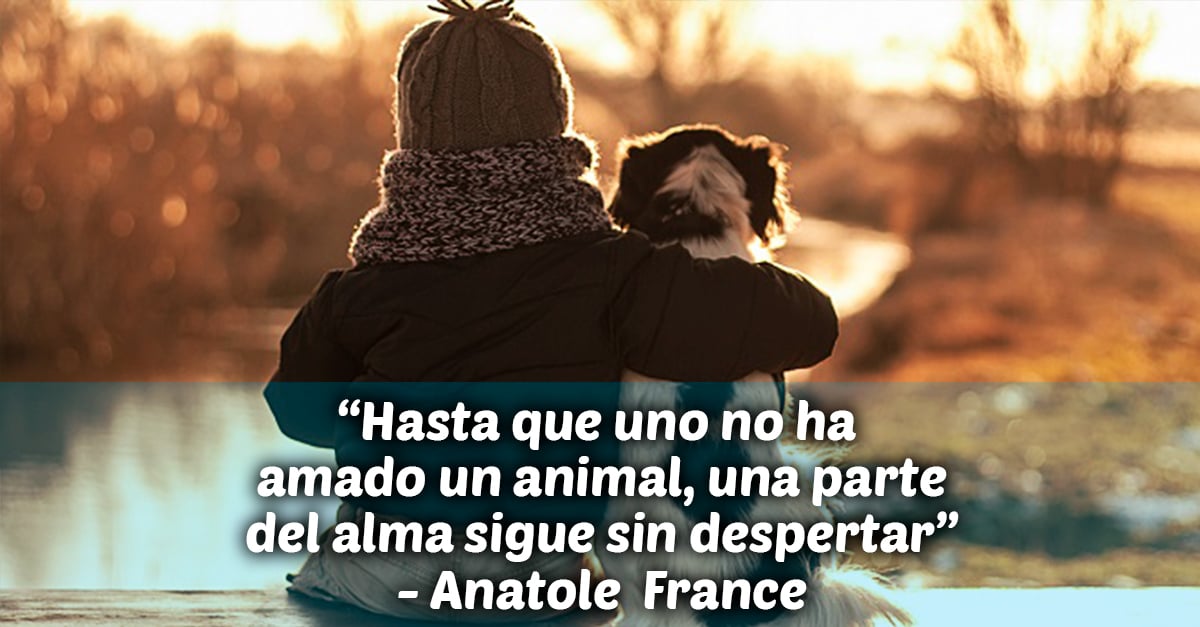 13 frases sobre lo importante que es amar a los animales