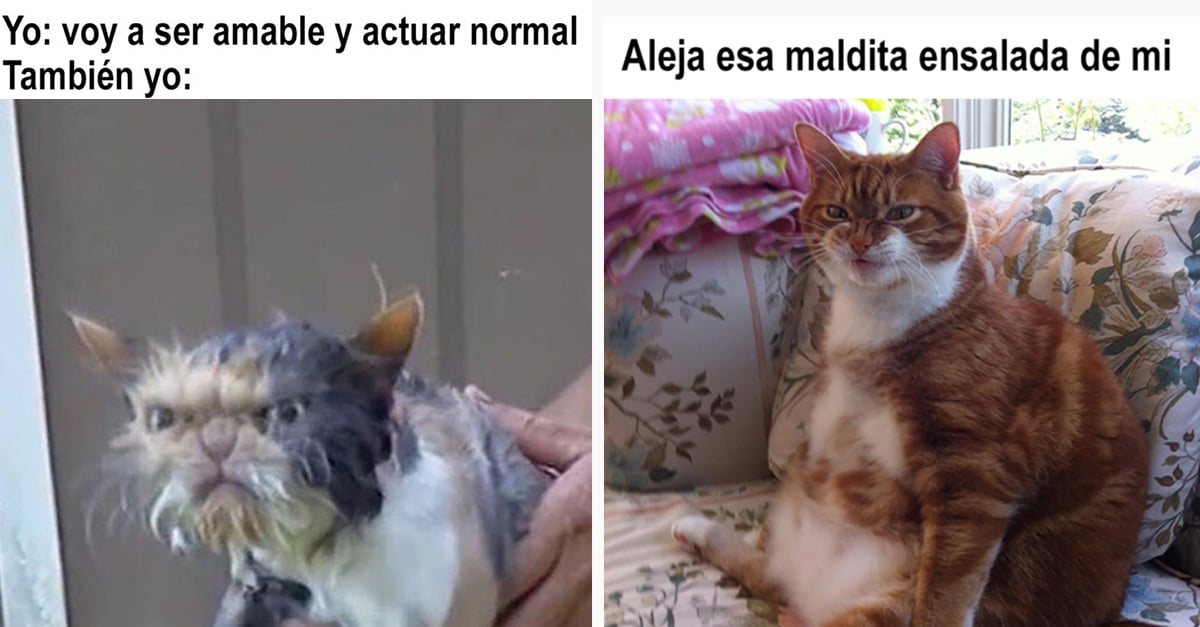 21 divertidos memes de gatos que te harán decir: ese soy yo
