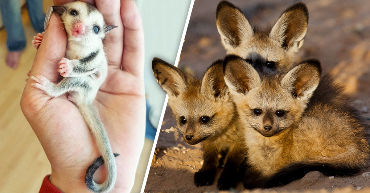 15 animales con características y marcas inusuales