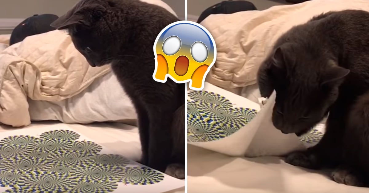 Gatito queda hipnotizado por ilusión óptica ¡Su reacción es ALUCINANTE!