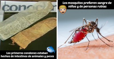 20 Ridículos datos curiosos que seguramente nunca imaginaste