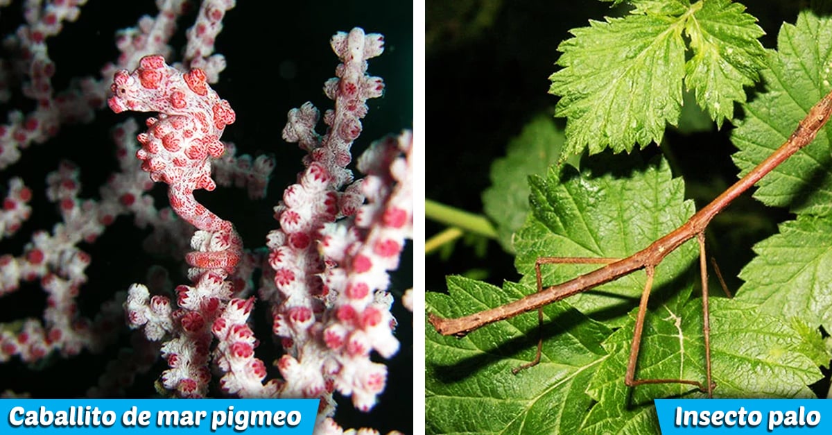 20 Increíbles fotos de animales camuflados en la naturaleza