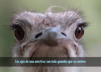 20 Ridículos datos curiosos que seguramente nunca imaginaste