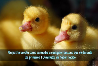 20 Ridículos datos curiosos que seguramente nunca imaginaste