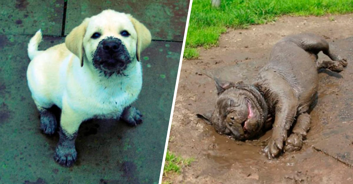 13 razones para dejar que tu perro juegue en el lodo