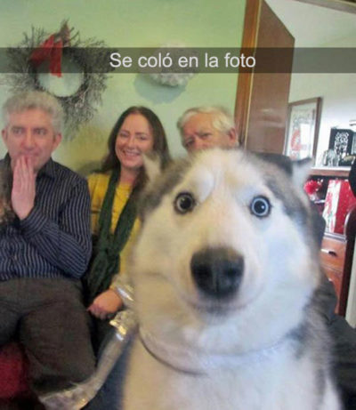 13 memes de Huskies que demuestran por qué es la mejor raza