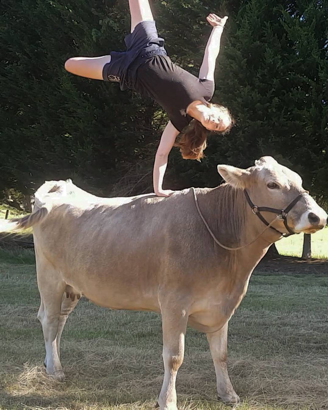 Sus papás no le compraron un caballo; ella entrenó a su VACA