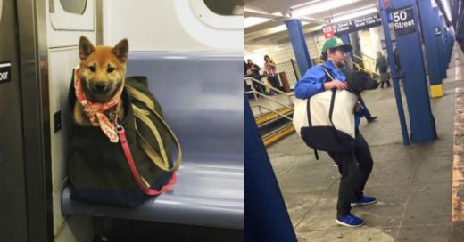 15 perros que viajaron de la manera más original en el metro