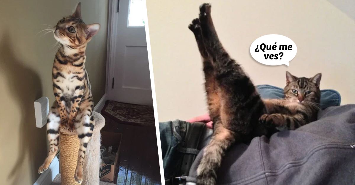 17 Divertidas fotos de gatos en poses completamente extrañas