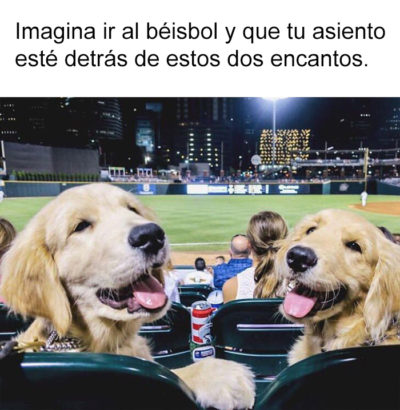 21 Divertidos memes de perros que te harán reír a carcajadas
