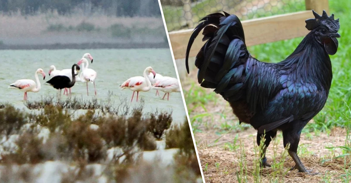 17 Animales que son bellos de una manera demasiado oscura