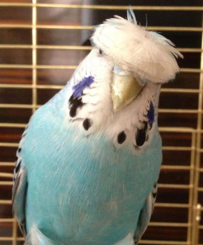 18 Animalitos que se hicieron un drástico cambio de look