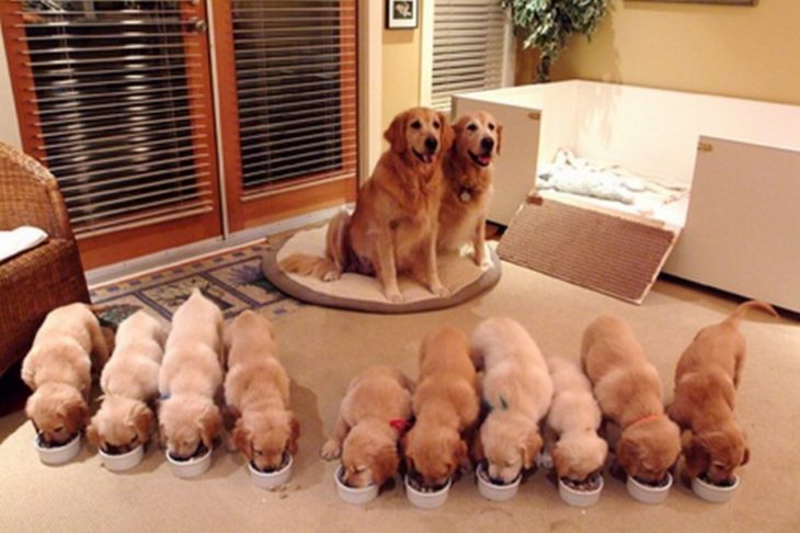 17 Orgullosos padres posando junto a sus adorables cachorritos