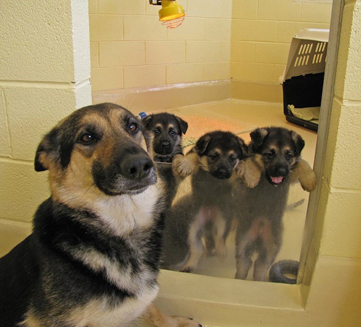 17 Orgullosos padres posando junto a sus adorables cachorritos