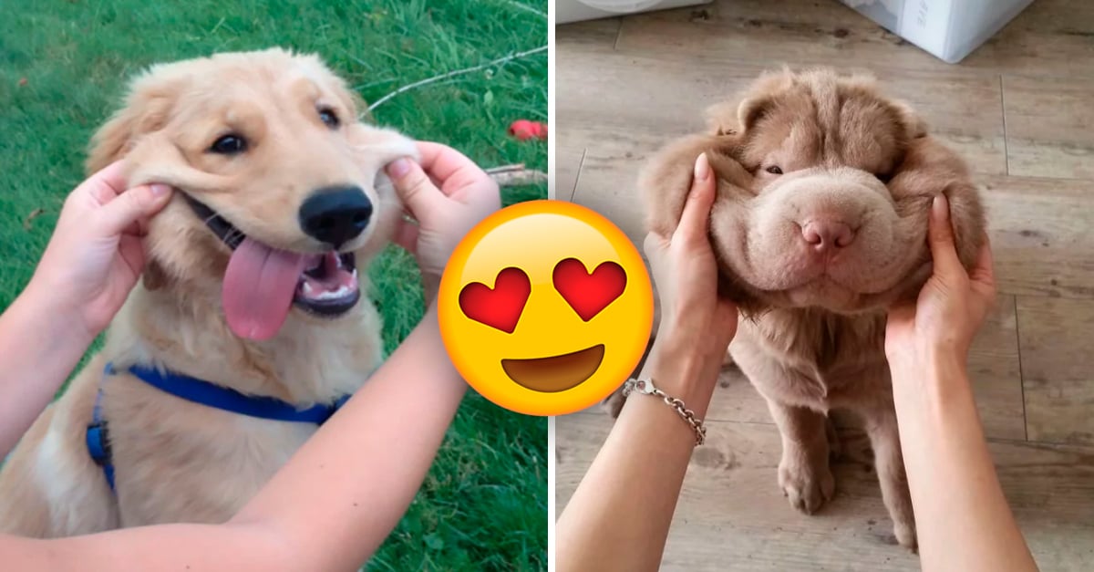 21 Fotografías aplastantes de perritos cachetones y tiernos