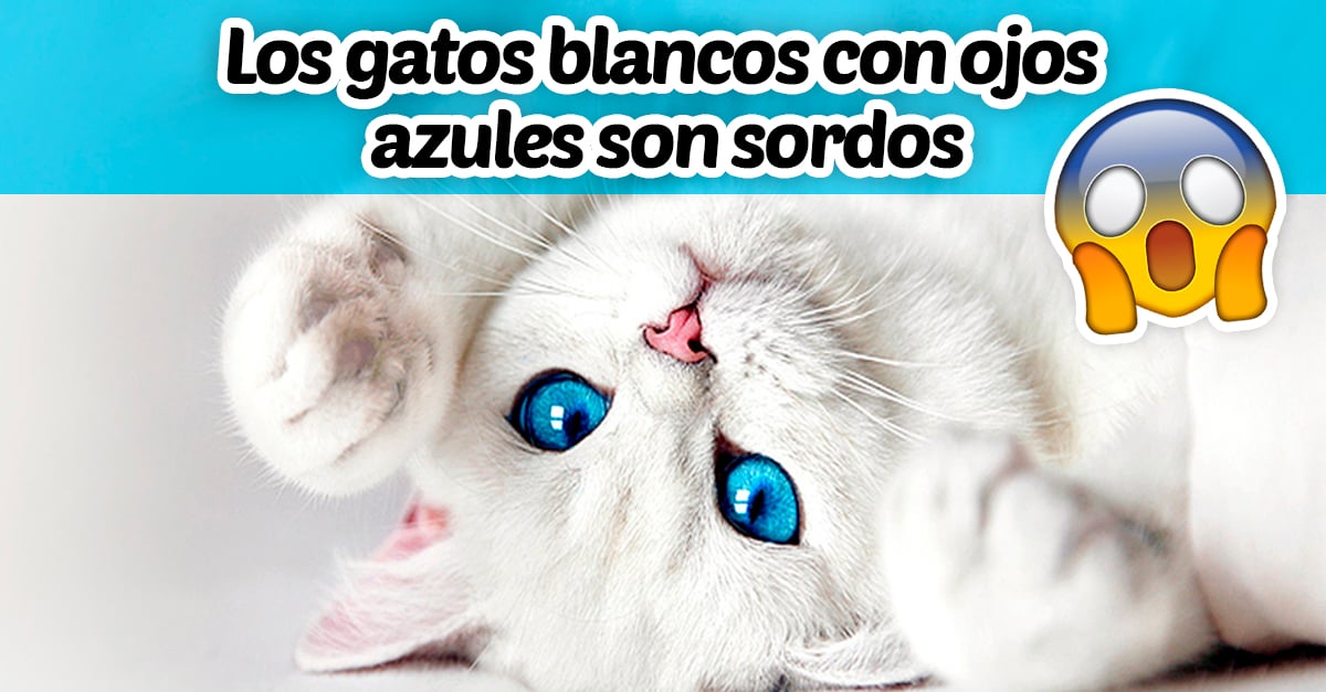 13 Interesantes curiosidades que desconoces sobre los gatos