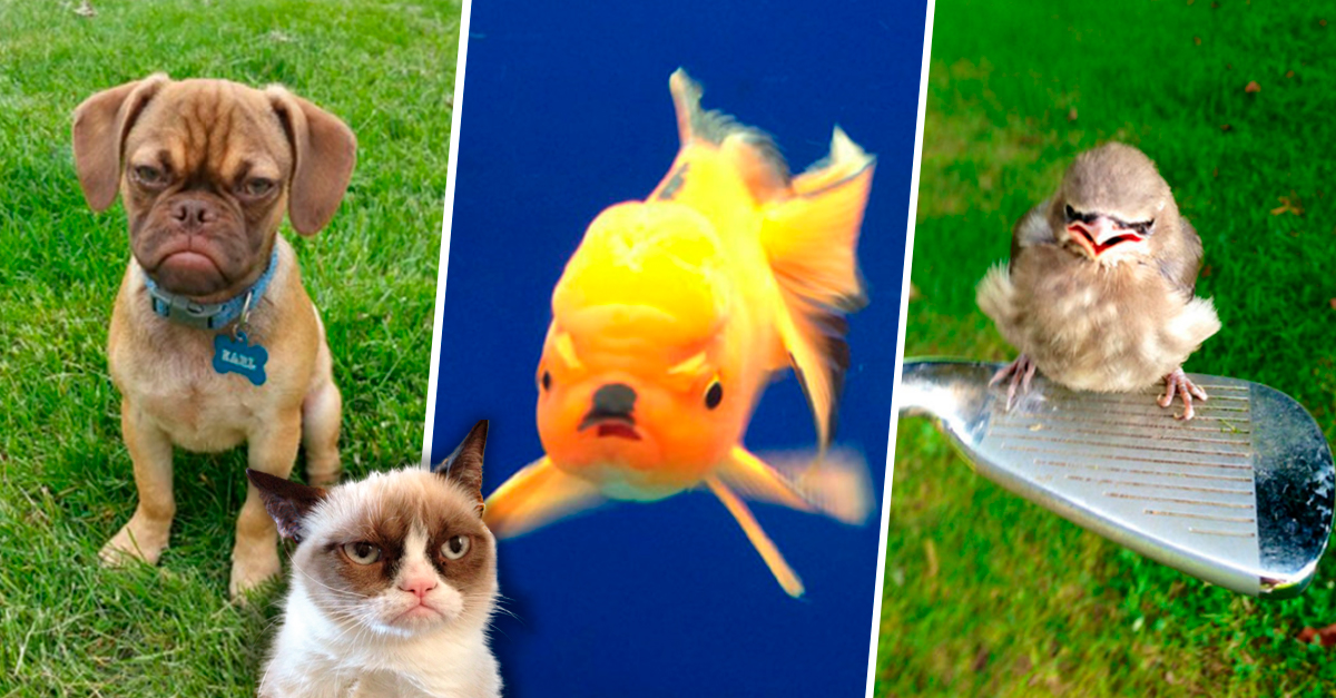 16 animales furiosamente adorables; mucho cuidado