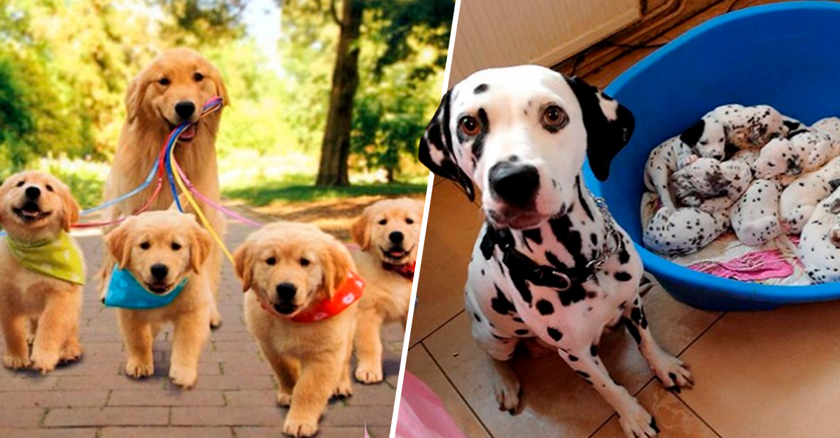 17 Orgullosos padres posando junto a sus adorables cachorritos