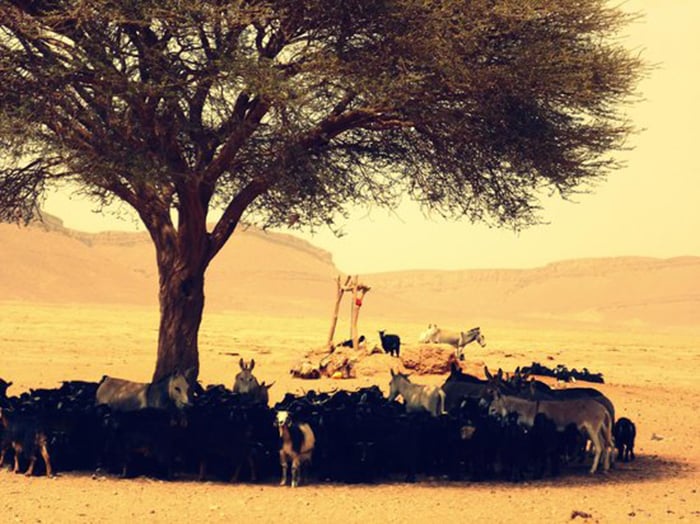 15 razones poderosas para cuidar a los árboles