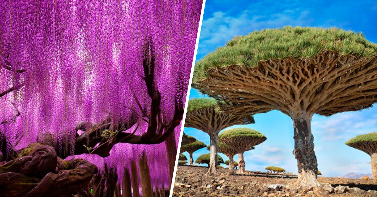 Fotos de los arboles mas hermosos y bellos del mundo