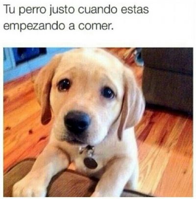 20 Divertidas imágenes de perritos que te pondrán de buenas