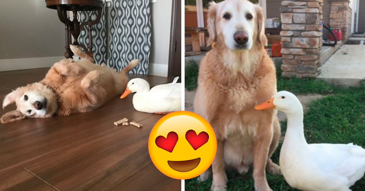 La amistad entre un perro y un pato te derretirá el corazón