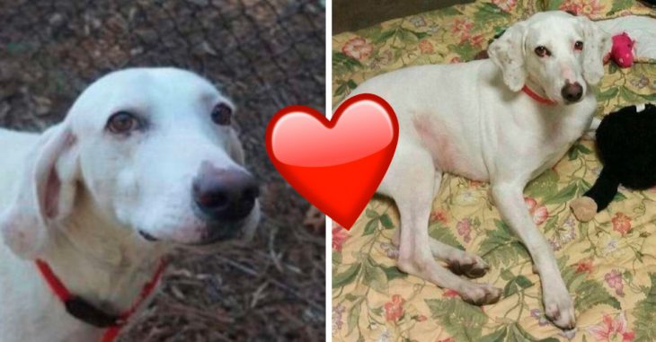 18 perros actuando tan raro que no podrías explicarlo