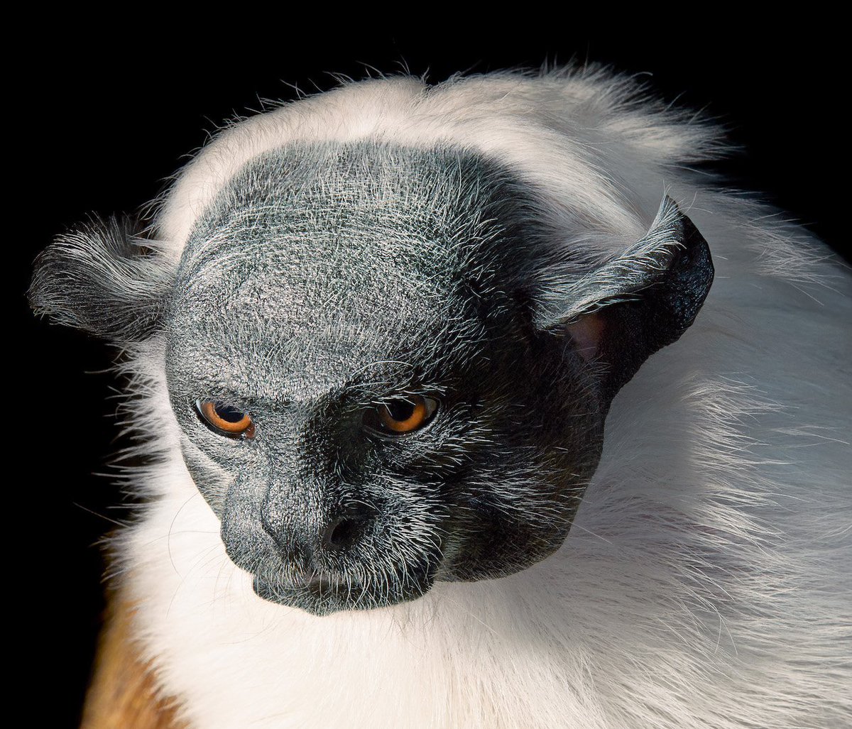 Fotografías de 14 especies que están a punto de extinguirse