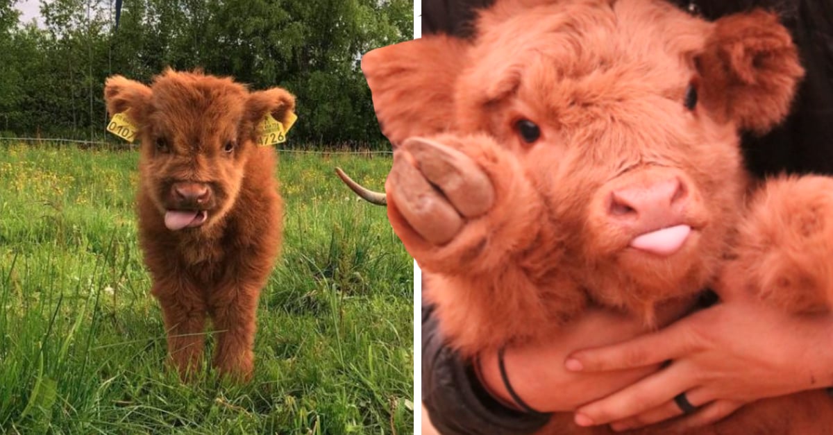 hermosas Vacas parecen de peluche. ¡Te encantaran!