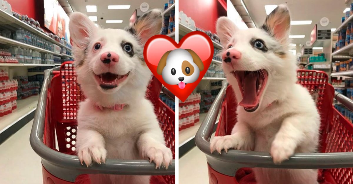 ¡A ellos les encanta ir a Target! Sus caritas lo dicen todo