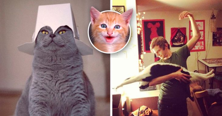13 Tweets de gatos que te harán maullar de risa