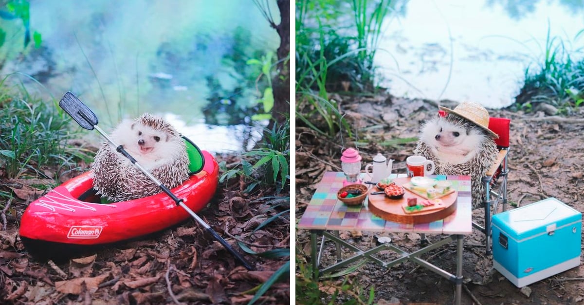 Azuki, el pequeño Erizo que pasa aventuras increíbles