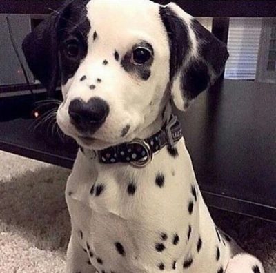 15 perritos que fueron premiados por su belleza con manchas