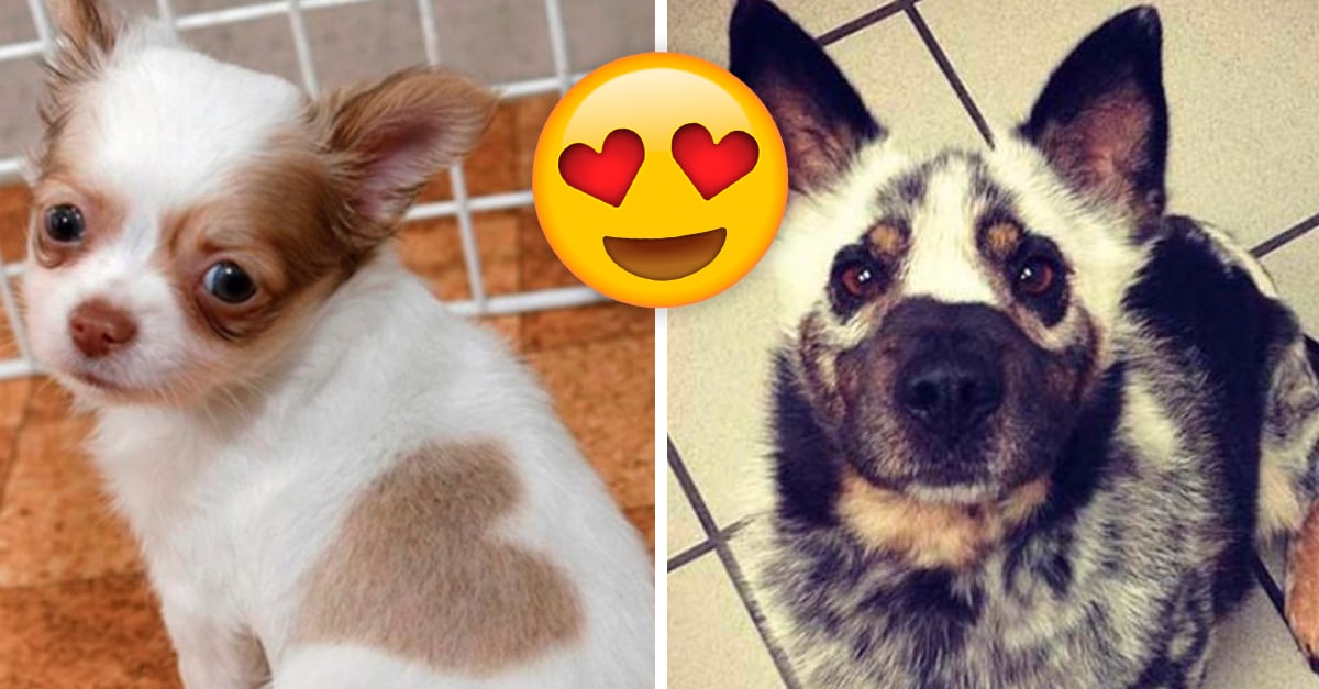 15 perritos que fueron premiados por su belleza con manchas