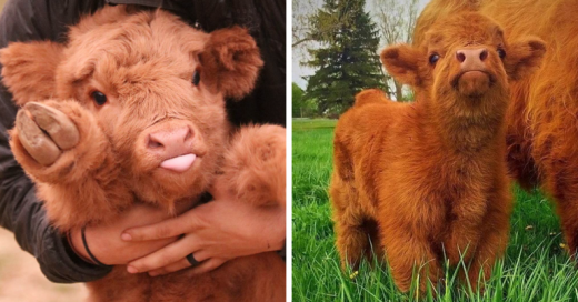 hermosas Vacas parecen de peluche. ¡Te encantaran!