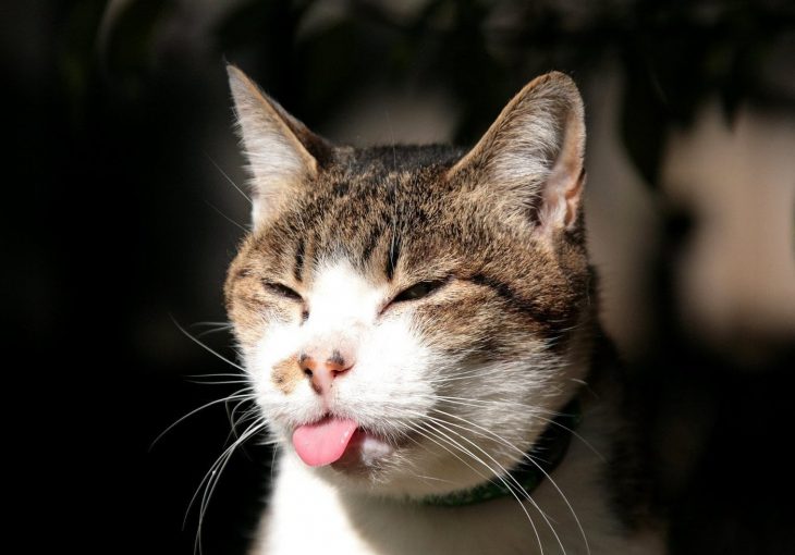 16 fotos que demuestran que los gatos son muy parecidos a ti