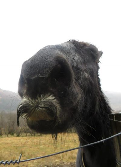 15 veces que los caballos tuvieron mejores bigotes que tú